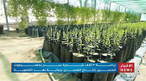 زراعة 3 آلاف شجرة سدر بحضرموت لتحسين إنتاج العسل برعاية نهد التنومية