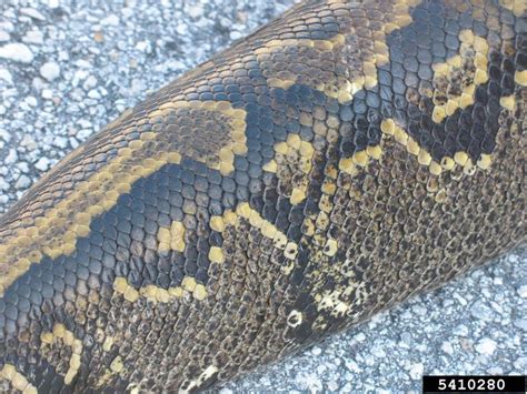 Pythons Genus Python Daudin 1803