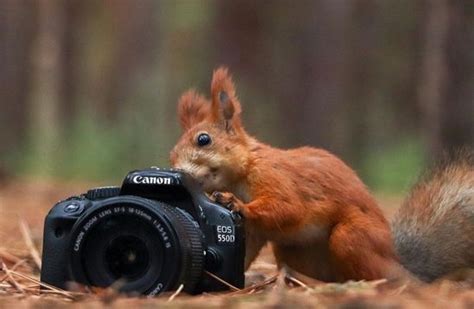 Squirrel Lover World Squirrelloverworld Profile Pinterest