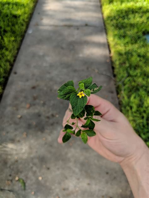 Weed Identification And Questions About Weed Controllawn Care With St