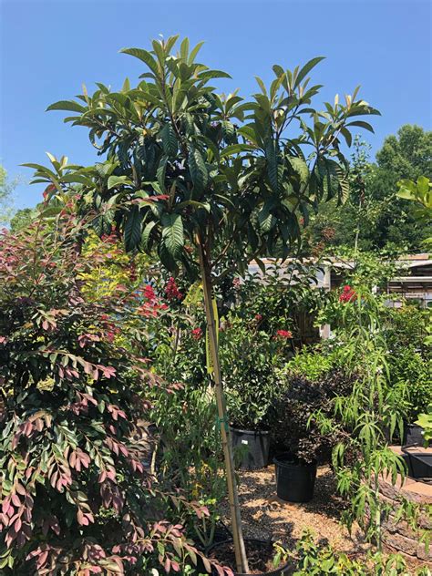 Fruit Trees Home Gardening Apple Cherry Pear Plum Loquat Fruit