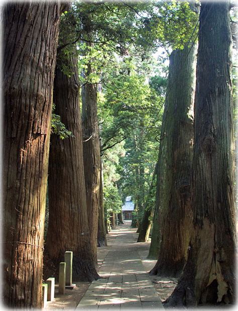 大豆谷日吉神社のスギ2