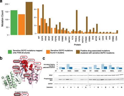 Protein Structure Based Analysis Of Drug Associated Mutations A The