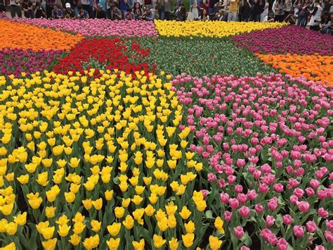 Hong Kong Flower Show Ce Quil Faut Savoir Pour Votre Visite
