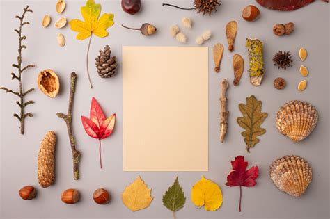 중앙의 빈 종이 주위에 배열된 다양한 자연물의 모음 다양한 종류의 잎 솔방울 도토리 나뭇가지 씨앗 껍질 및 기타 식물 요소 가을에 대한 스톡 사진 및 기타 이미지 Istock