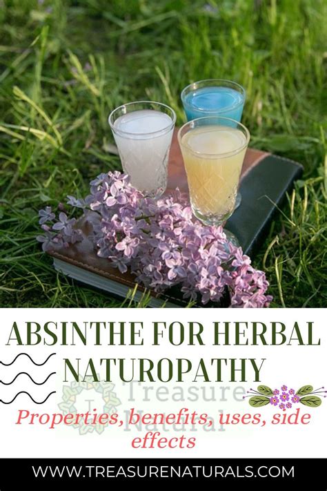 Absinthe For Herbal Naturopathy Properties Benefits Uses Side Effects Treasurenatural