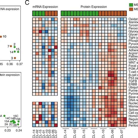 Characterization Of Transcriptome And Proteome Profile Of Meki Response