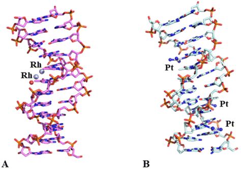 Dirhodium Tetraacetate Binding To A B Dna Double Helical Dodecamer Probed By X Ray