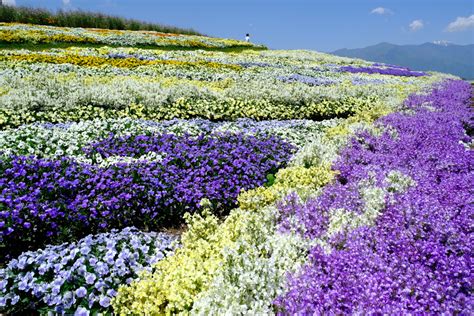 花の丘 by むじは ID8737018 写真共有サイト PHOTOHITO