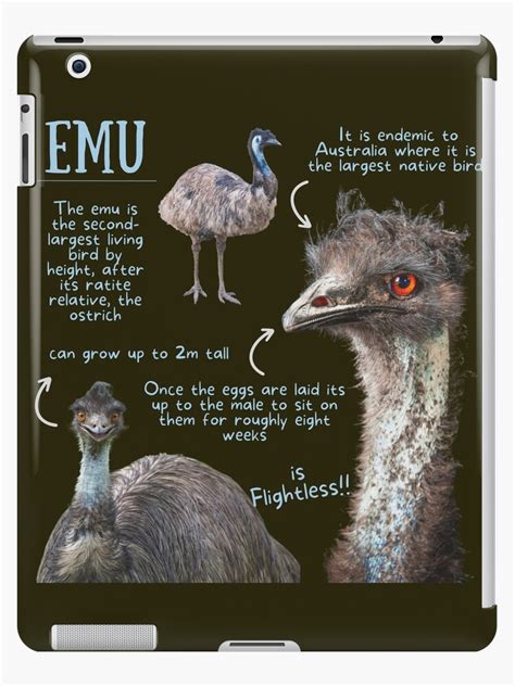 Emu Fun Facts Ipad Case And Skin For Sale By Kylenesas Redbubble