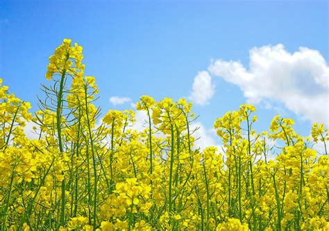 アブラナ（菜の花）の育て方と植物の特徴をわかりやすく解説
