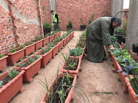 خبير يكشف أهمية الزراعة على الأسطح وأهم متطلباتها زراعة مصر الأرض