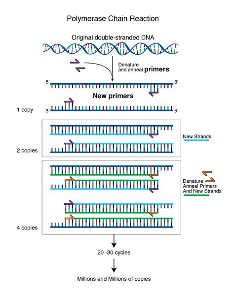 Design A Primer On Gene Construction Kit Kumillinois