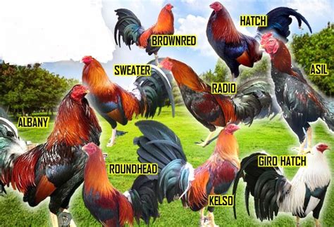 ᐈ RAZAS DE GALLOS DE PELEA Los 7 Mejores Gallos