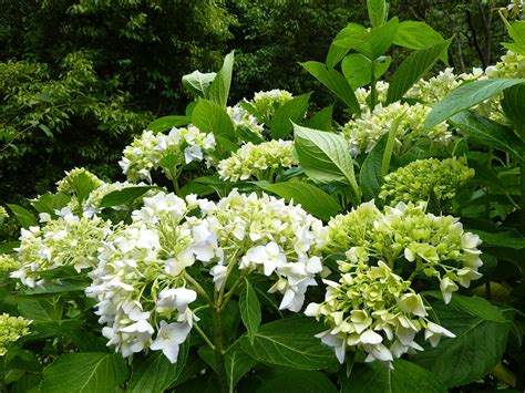 Гортензия Уайт Лайт Фото И Описание – Telegraph