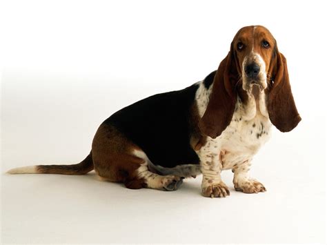 Basset Hound Pictures Wallpaper 1600x1200 11556