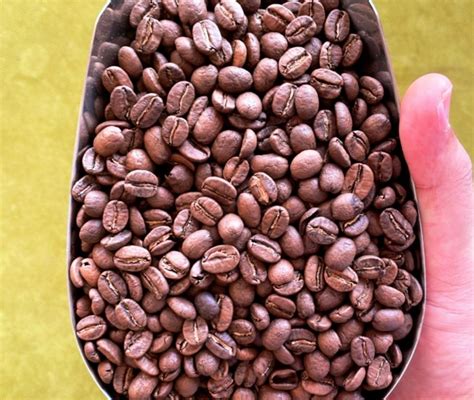 کلمبیا اسپشیالیتی