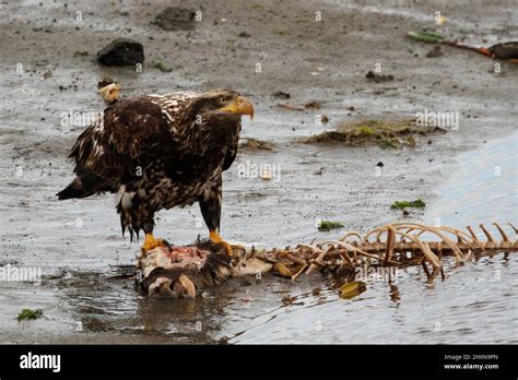 A Bald Eagle Eating The Remains Of A Cow On The Shoreline Taken In