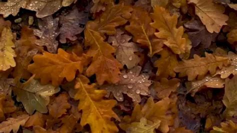 Optical Illusions Spot Centipede From Dry Leaves Solve In 15 Seconds