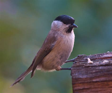 Plus De 40 Photos Gratuites De Branlette Espagnole Et De Oiseau Pixabay