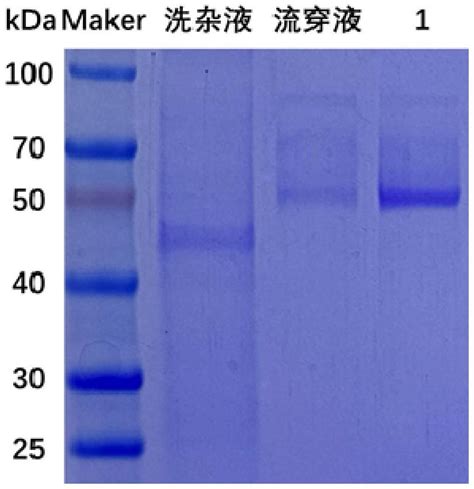 一种高链长选择性cal A构型脂肪酶突变体及其应用