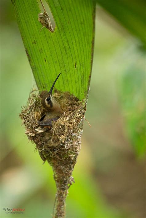 Stripe Throated Hermit Phaethornis Striigularis Nesting Artofit