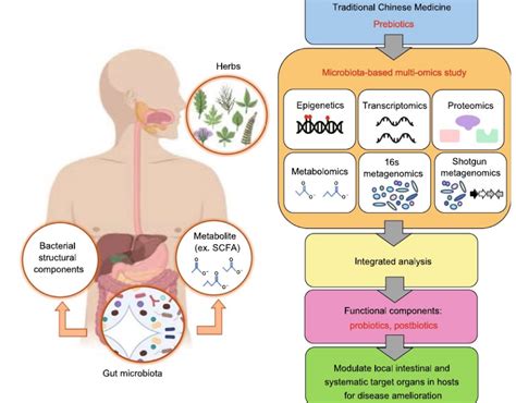 综述 Protein And Cell肠道菌群：中药研究新思路 知乎