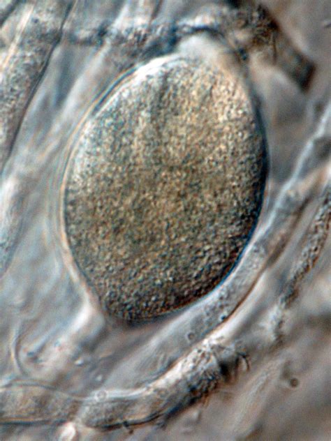Phytophthora Inundata In Progress Abad Et Al 2023b Idphy