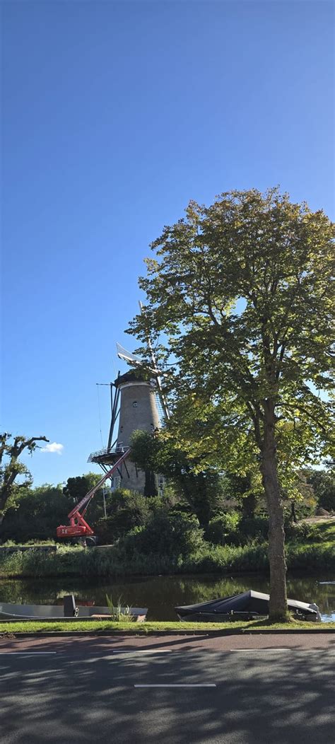 Boomkap En Herinrichting Omgeving Molen Van Piet In Alkmaar Alkmaar