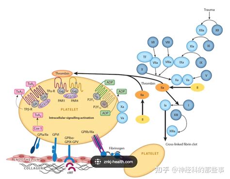 血小板生理作用及抗血小板药物 知乎