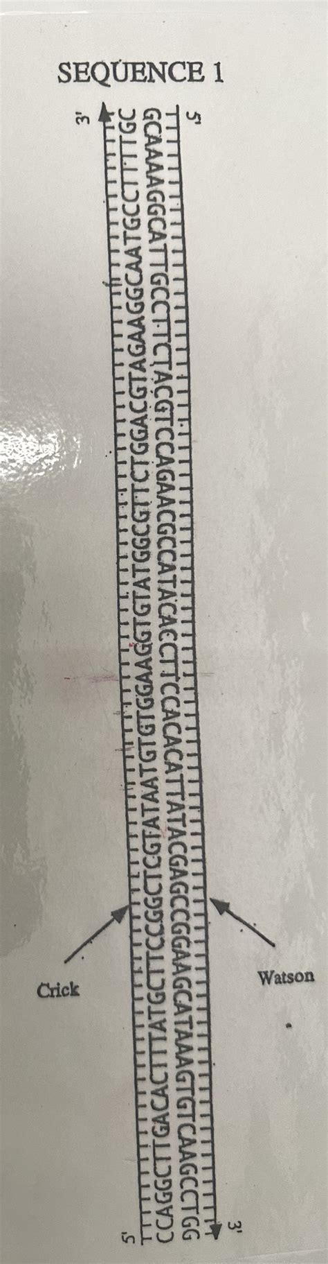 Solved Dna Sequence ﻿﻿﻿choose A Dna Sequence Record Its