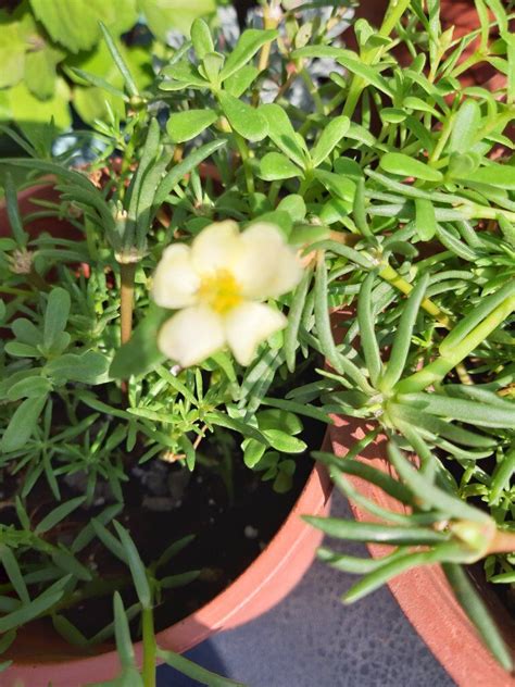 嫇🍀真波翔陽小天使🌸 今日份的花花 龍炎逃跑不忘帶著小天xd Plurk