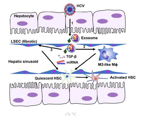 Schematic Diagram Of Hcv Exosomes Exosomes Released By Hcv Infected
