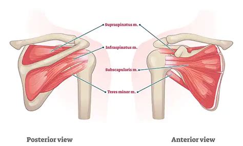8 Worst Rotator Cuff Tear Exercises To Avoid Bút Chì Xanh