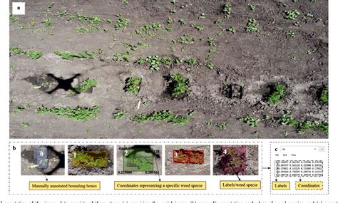 Figure From Multi Format Open Source Weed Image Dataset For Real Time Weed Identification In
