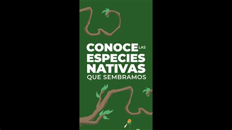 Reforestamos Choachí Con Choucair
