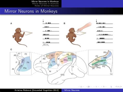 Grounded Cognition Mirror Neurons