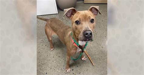 Helen Aspca