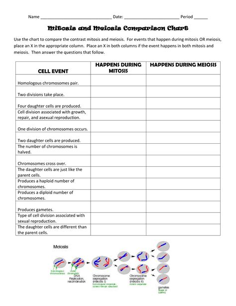 Worksheet Comparing Mitosis And Meiosis