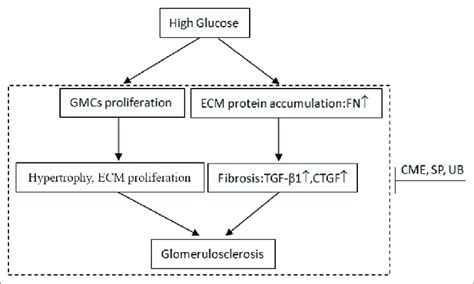 Graphic Summary Of This Study Gcms Glomerular Mesangial Cells Ecm