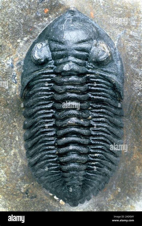 Trilobite Fossil Fossilised Pillentina Sp Trilobite The Trilobites