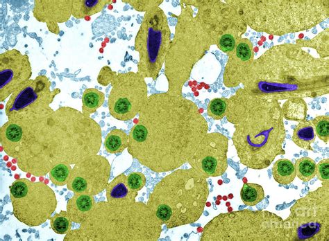 Maturing Spermatozoa Photograph By Science Photo Library Fine Art America