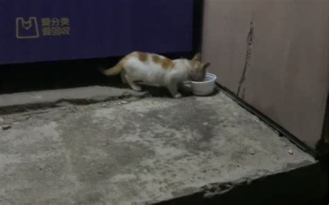 小区里的流浪猫，看亚子是饿坏了哔哩哔哩bilibili