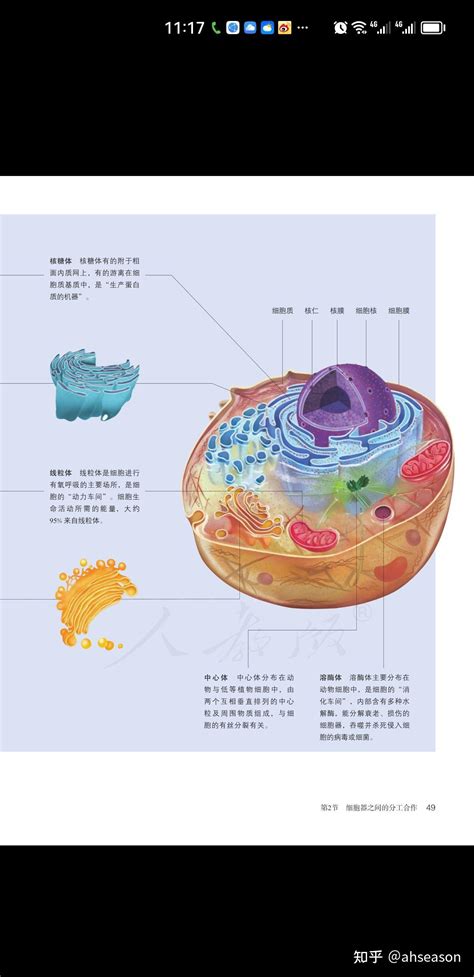 动植物细胞的区别是什么？ 知乎