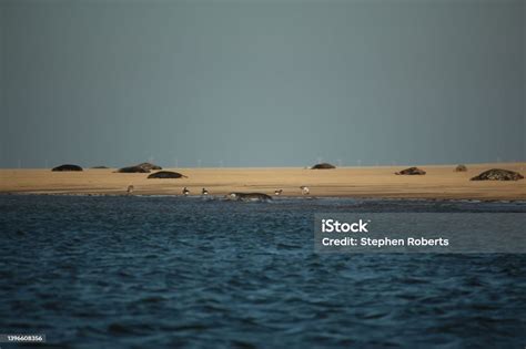 일반적인 물개는 물 속에서 그리고 영국 노퍽의 블레이크니 주변의 해변에서 햇볕을 쬐며 수영하고 몸을 담그고 있습니다 개수대에