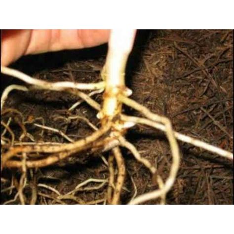 Jual HERBAL PRODUK 500gram Akar Putri Malu Segar FRESH Shopee Indonesia