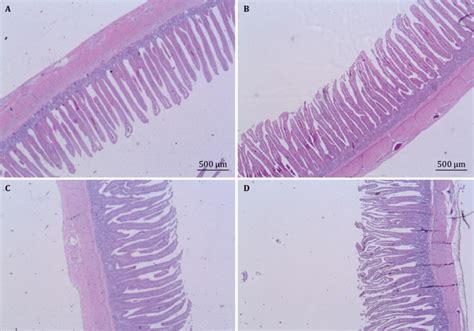 Histological Photos Villi Height And Crypt Depth Of The Jejunum Of