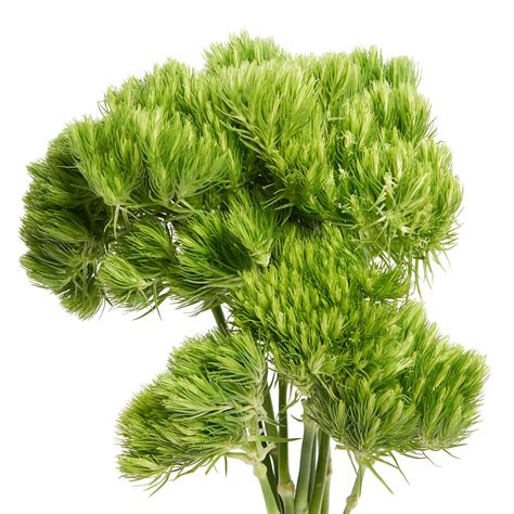 Dianthus Green Trick Fmi Farms