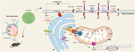 Redox Biol︱澳门科技大学罗婉君团队揭示金丝桃苷通过内质网 线粒体ca2 信号转导级联减轻阿尔茨海默症aβ毒性作用机制 知乎