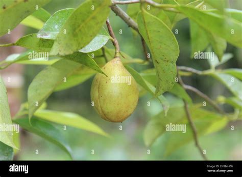 Fruit And Leaves Of The Nutmeg Tree Myristica Fragrans Isolated On A